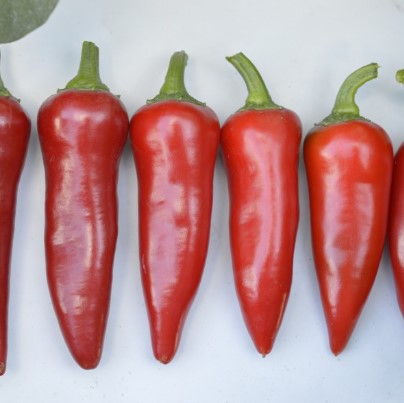 Pepper Seed - Griffin Greenhouse Supplies