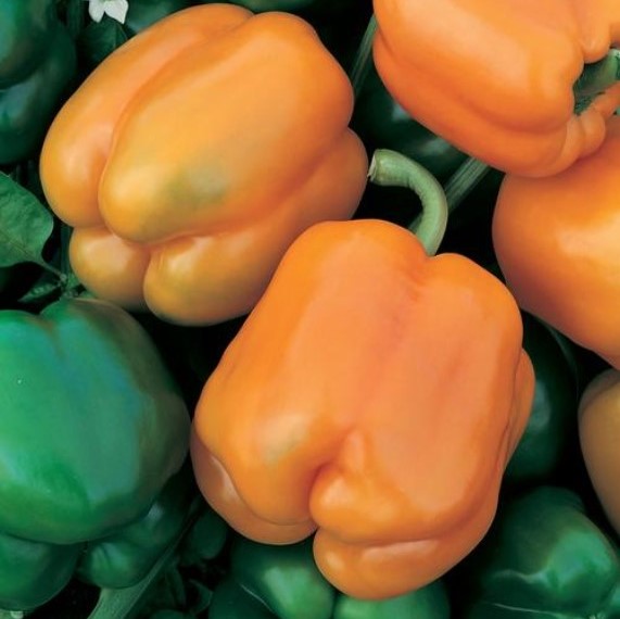 Pepper Seed - Griffin Greenhouse Supplies