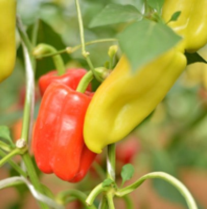 Pepper Seed - Griffin Greenhouse Supplies