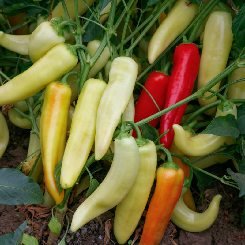Pepper Seed - Griffin Greenhouse Supplies