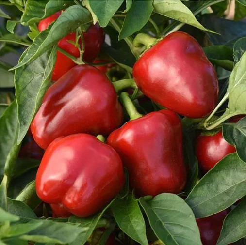Pepper Seed - Griffin Greenhouse Supplies