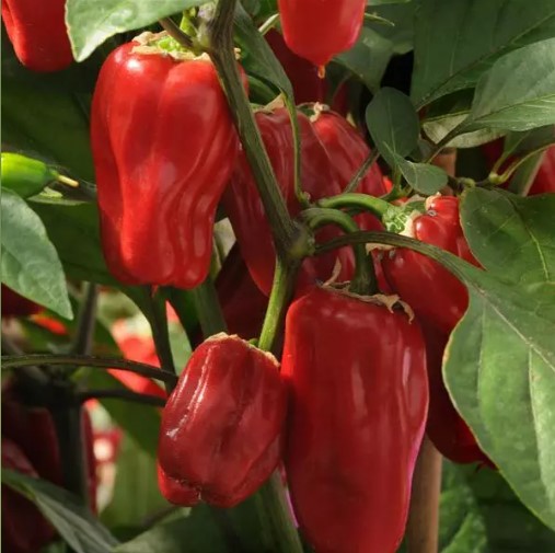 Pepper Seed - Griffin Greenhouse Supplies