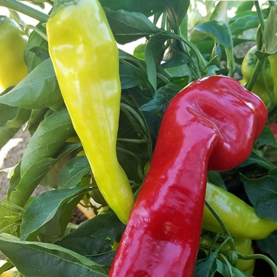 Pepper Seed - Griffin Greenhouse Supplies