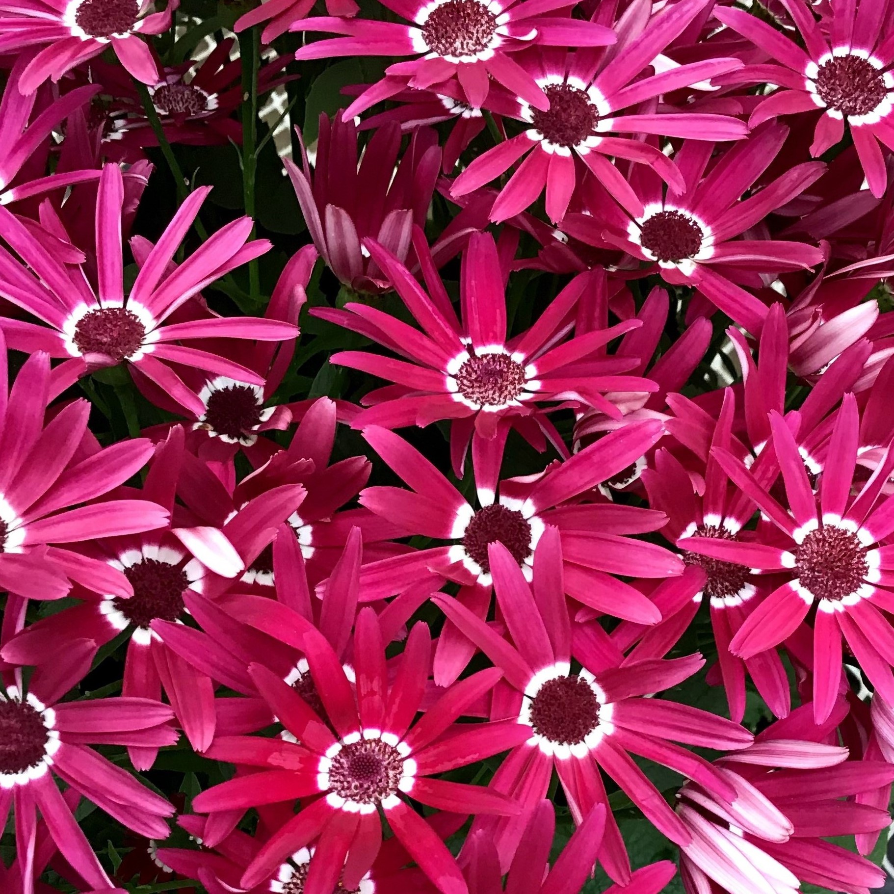 Pericallis Senetti Red Halo 52/51 Tray - Griffin Greenhouse Supplies