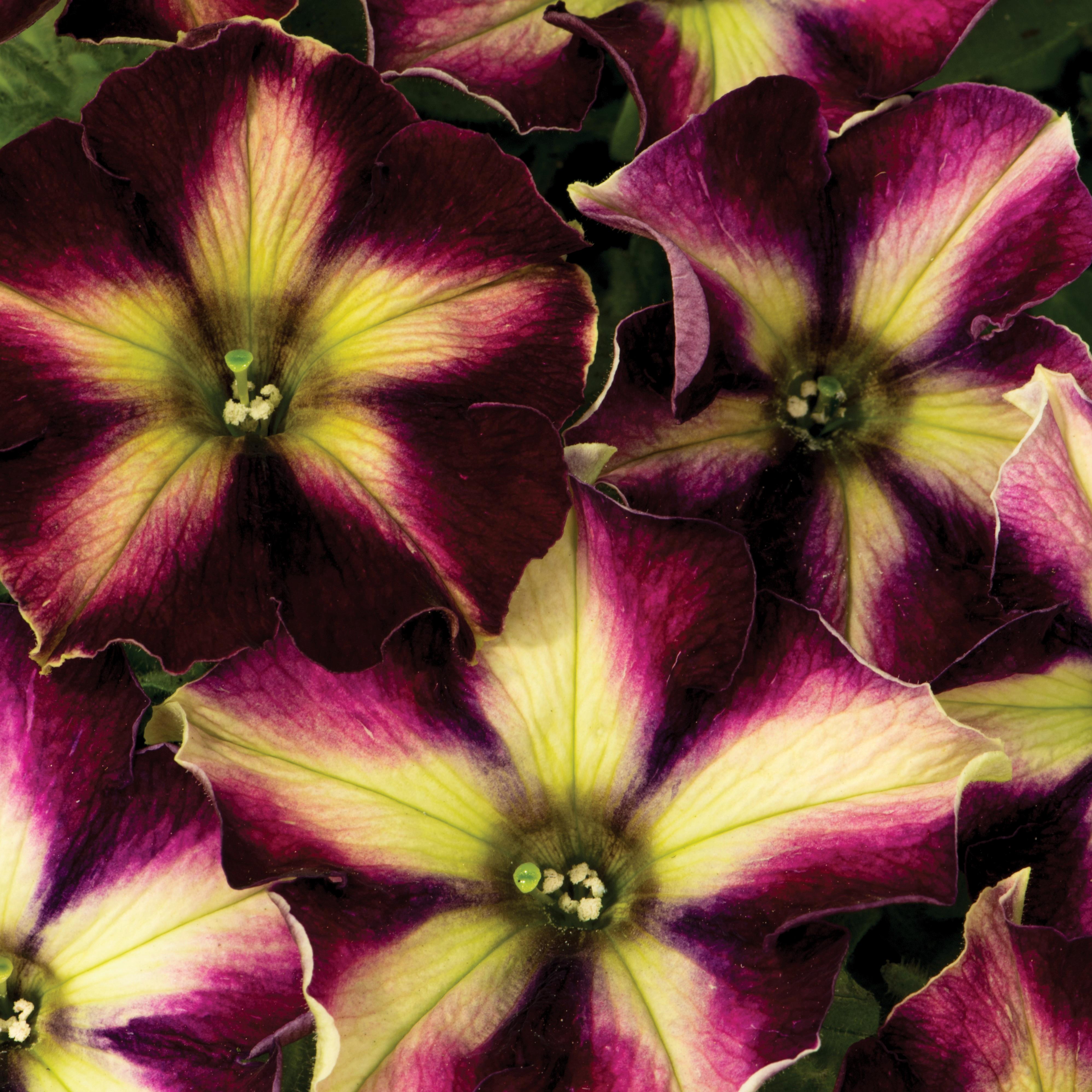 Petunia Crazytunia Pulse 102/100 Tray - Griffin Greenhouse Supplies