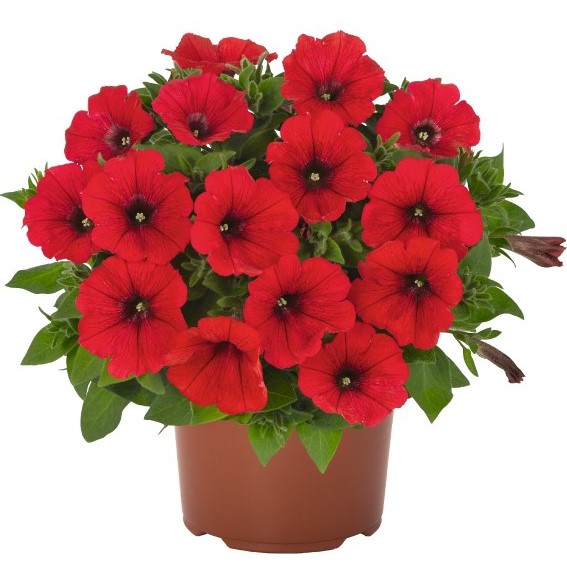 Petunia DuraBloom Red 51/50 Tray - Griffin Greenhouse Supplies
