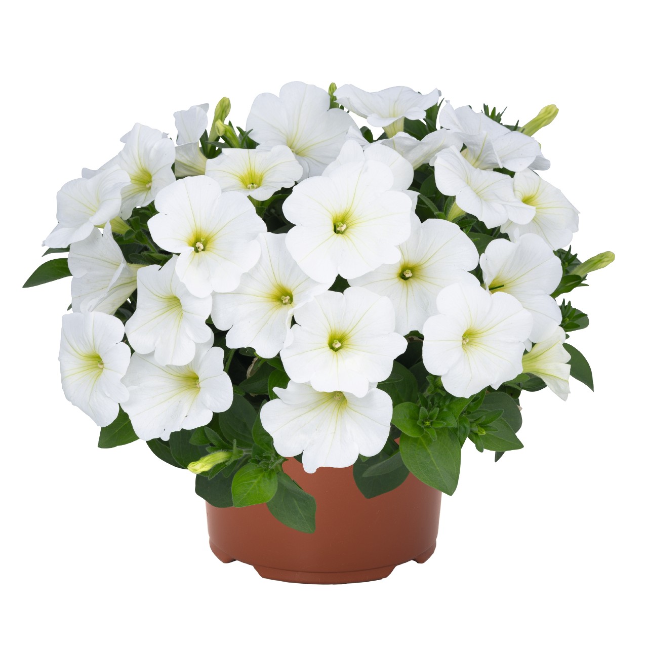 Petunia DuraBloom White Improved 51/50 EcoLiner - Griffin Greenhouse ...