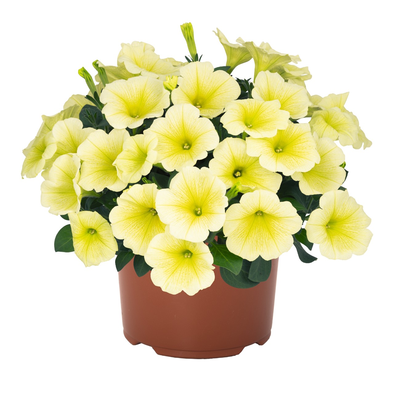 Petunia DuraBloom Yellow 26/25 30 MM Elle Tray - Griffin Greenhouse ...
