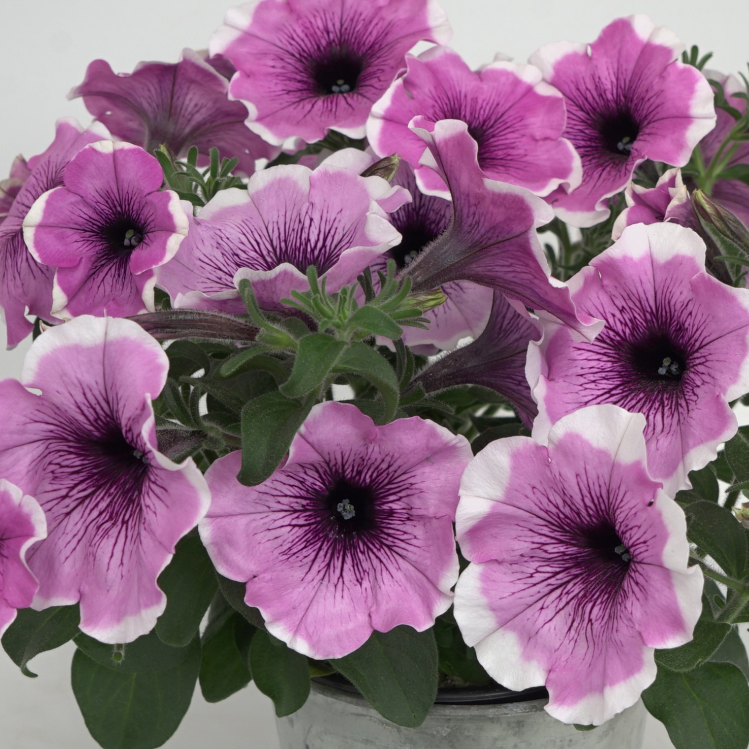 Petunia Headliner Lavender Picotee 51/51 Tray - Griffin Greenhouse Supplies