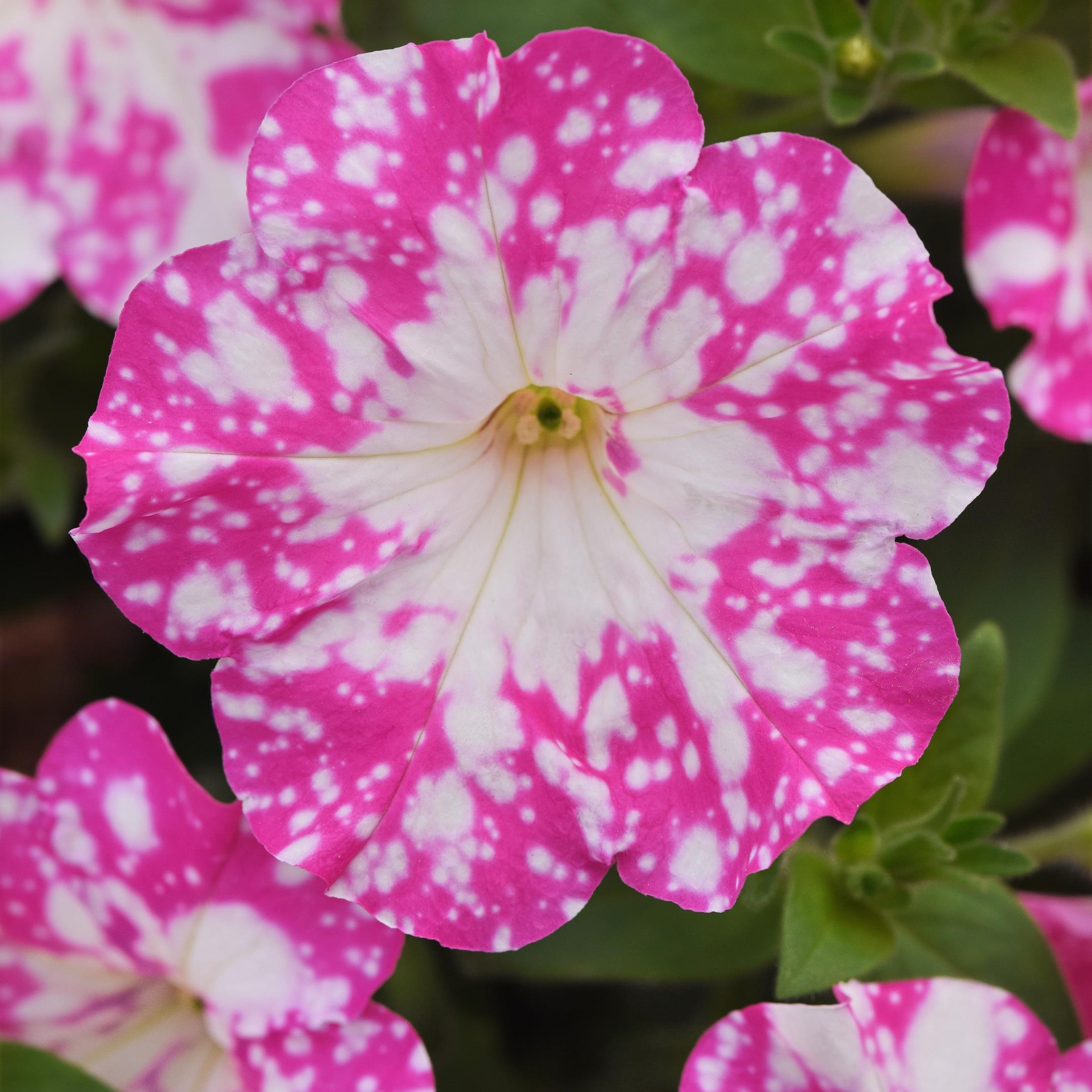 You Searched For "petunia amos" - Griffin Greenhouse Supplies