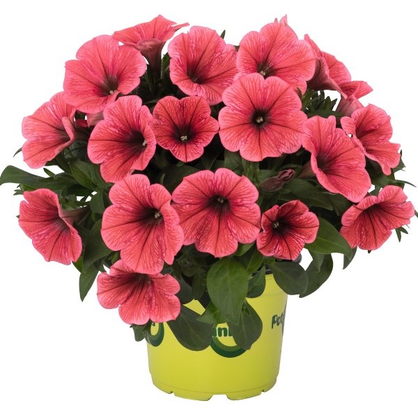 You Searched For "pot" - Griffin Greenhouse Supplies