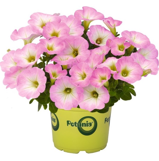 Petunia Potunia Piccola Pink 102/100 Tray - Griffin Greenhouse Supplies