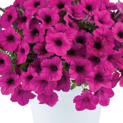 Petunia Ray Fuchsia 102/100 Tray - Griffin Greenhouse Supplies