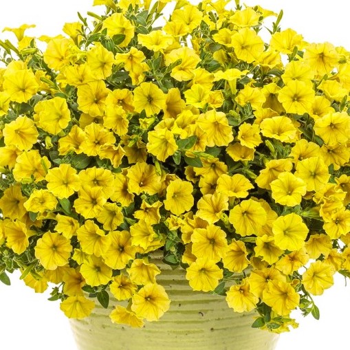 Petunia Supertunia Mini Vista Yellow 84/82 Tray PW - Griffin Greenhouse ...