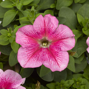 Petunia Seed - Griffin Greenhouse Supplies