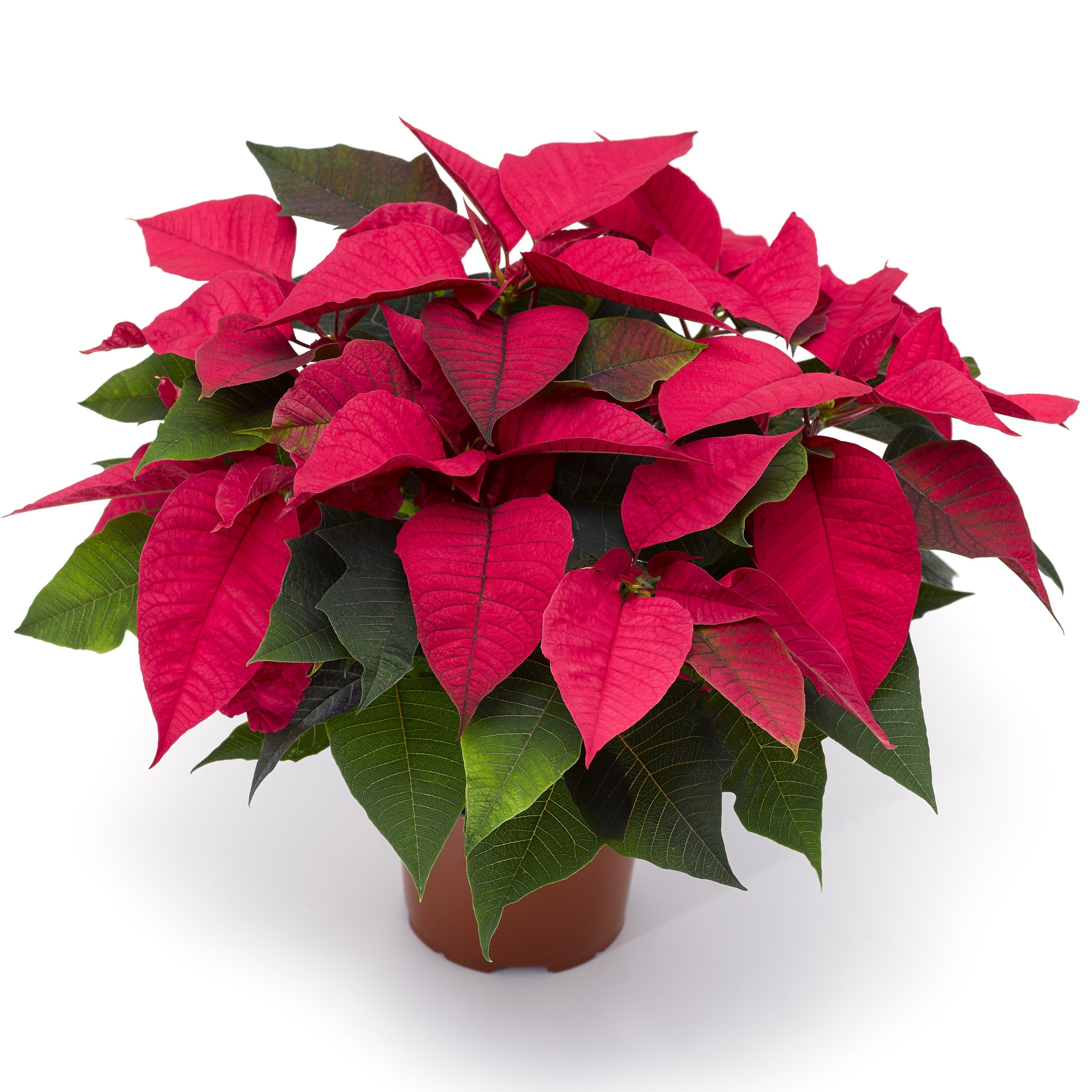 InBlume/Express Seed Company Poinsettias Unrooted - Griffin Greenhouse ...