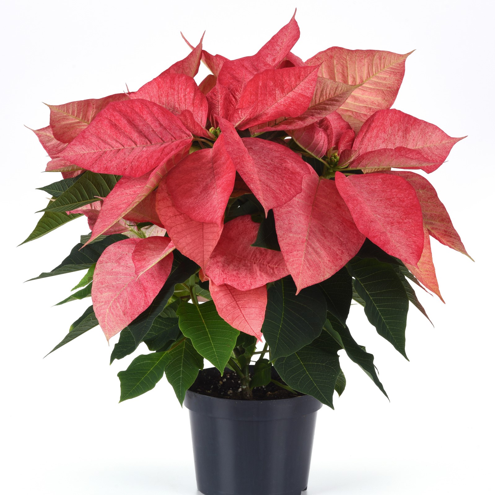 Lucas Greenhouses Poinsettias Rooted - Griffin Greenhouse Supplies