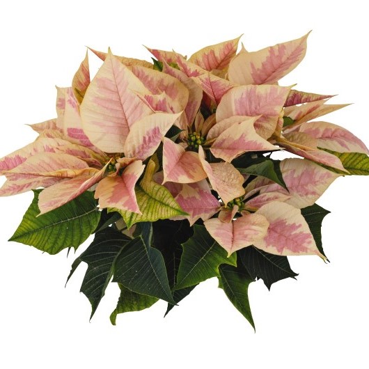Poinsettia Enduring Marble 50/50 Oasis Strip - Griffin Greenhouse Supplies