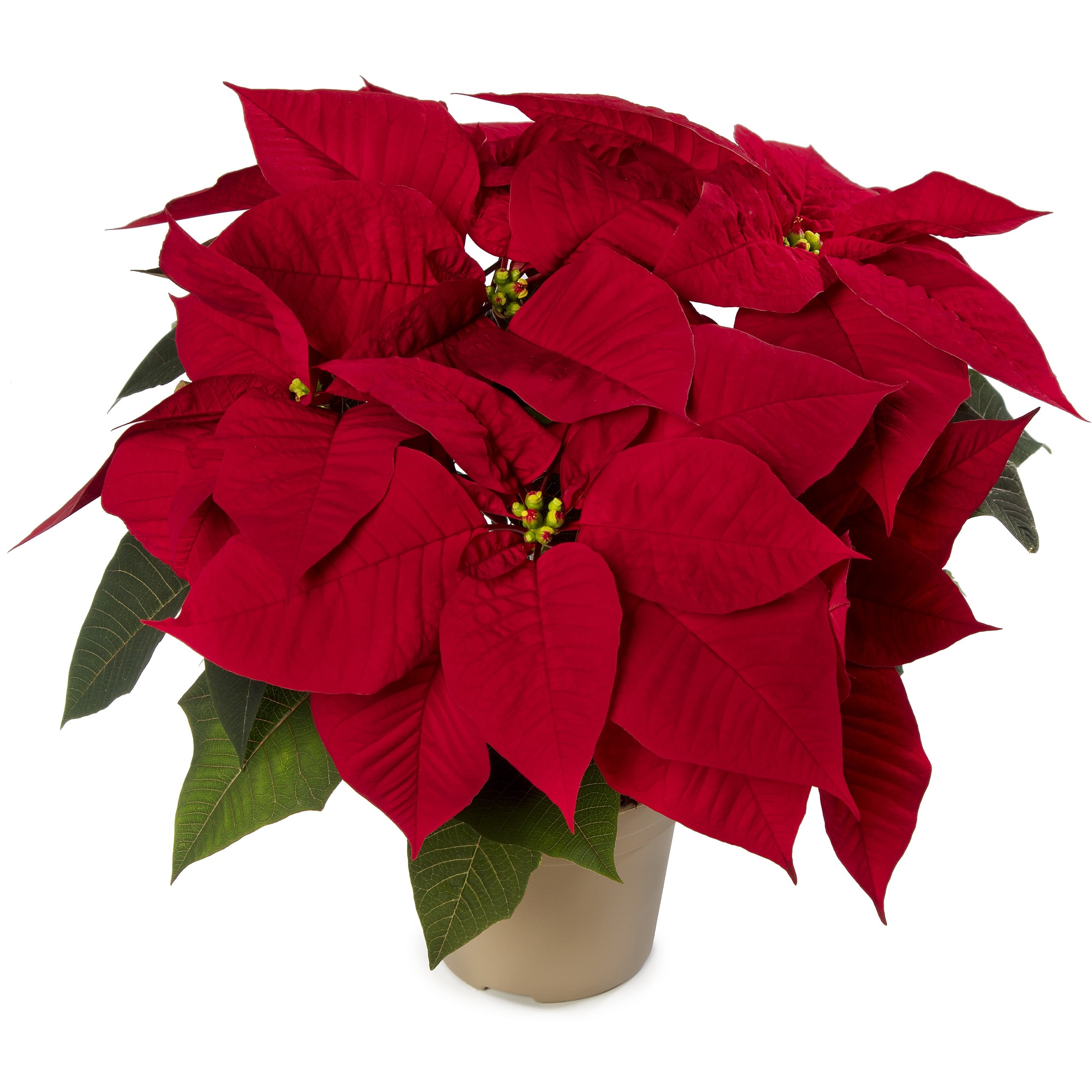 Lucas Greenhouses Poinsettias Rooted - Griffin Greenhouse Supplies