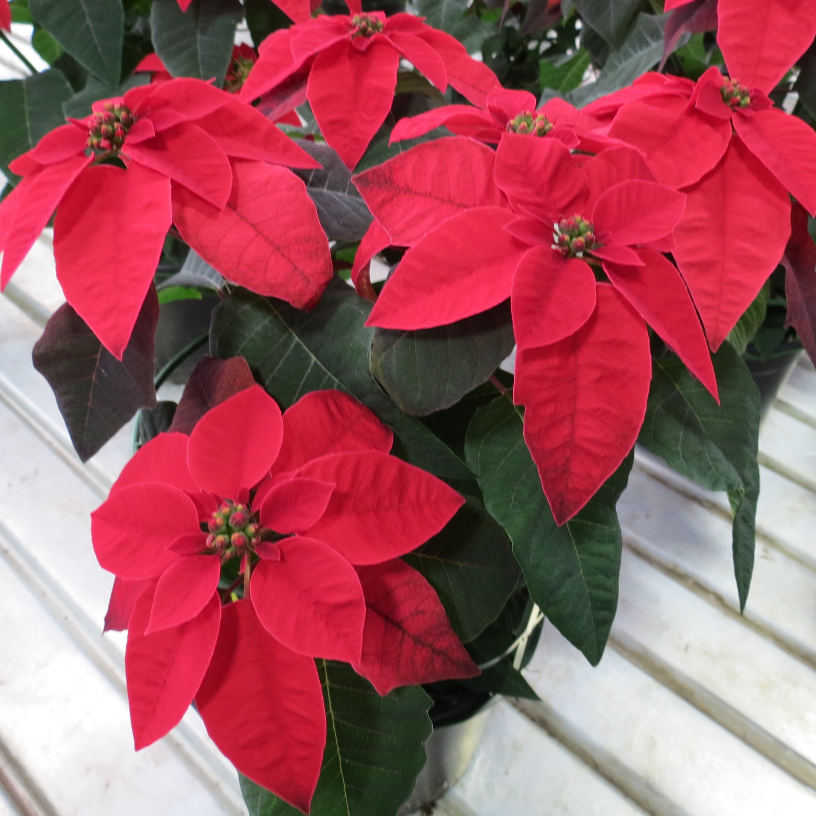 Millstadt Young Plants Poinsettias Rooted - Griffin Greenhouse Supplies