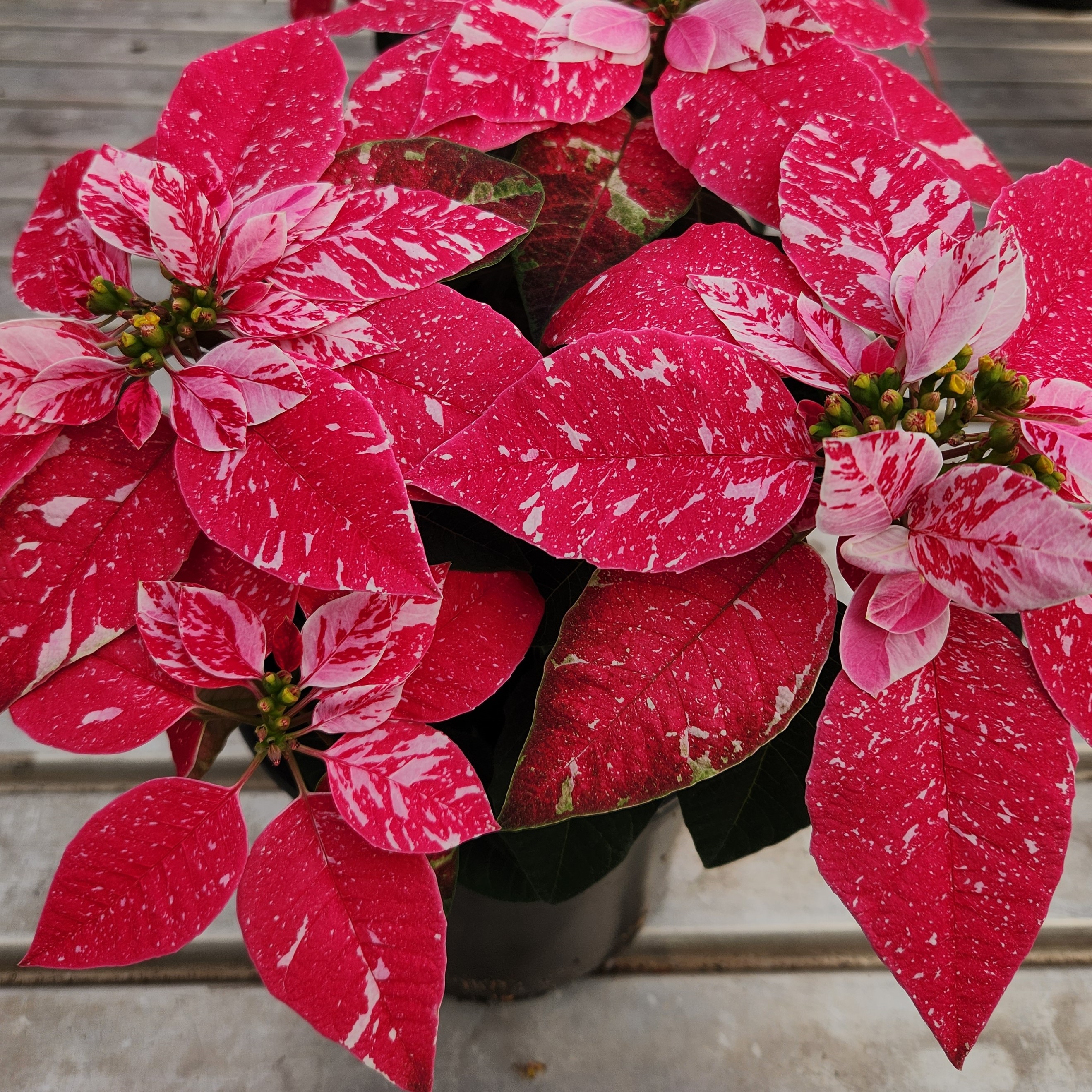 Linwell Gardens Rooted Poinsettias - Griffin Greenhouse Supplies