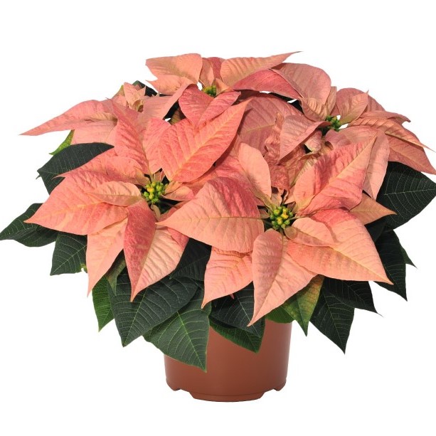Lucas Greenhouses Poinsettias Prefinished - Griffin Greenhouse Supplies