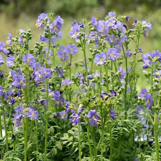 Polemonium Heavenly Habit (001000) (1K) ASTD - Griffin Greenhouse Supplies