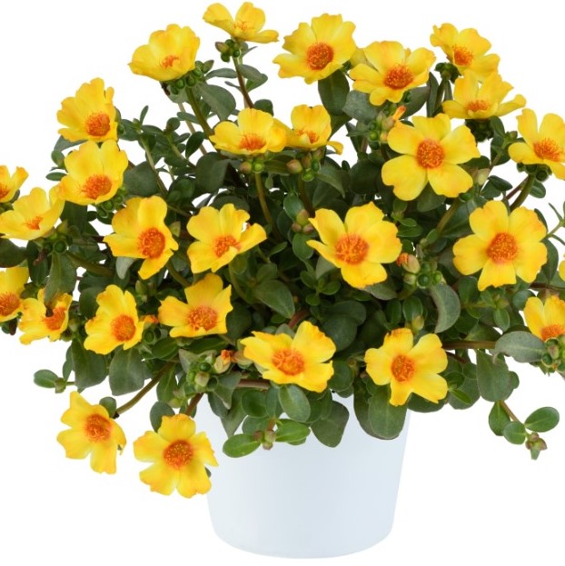 Portulaca Pazzaz Nano Yellow Twist 102/100 Tray - Griffin Greenhouse ...