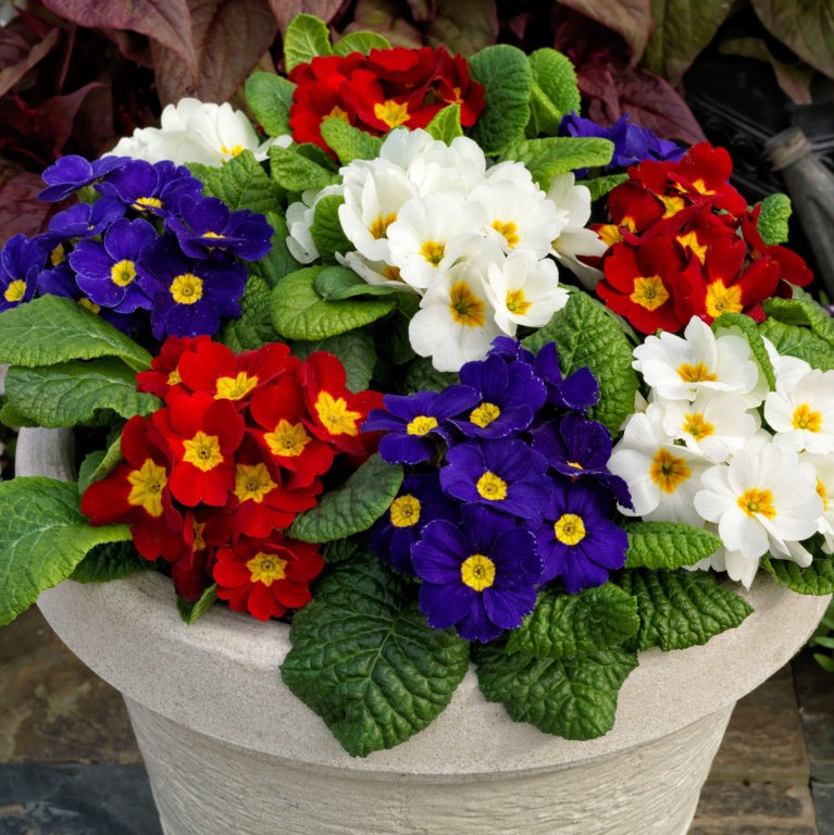 Primula Seed - Griffin Greenhouse Supplies