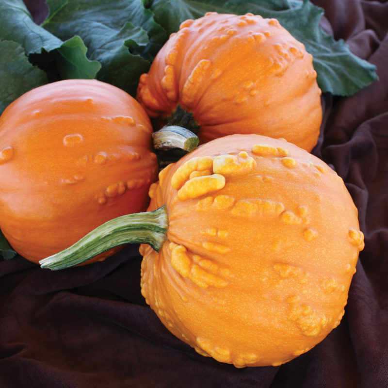 Pumpkin Seed - Griffin Greenhouse Supplies