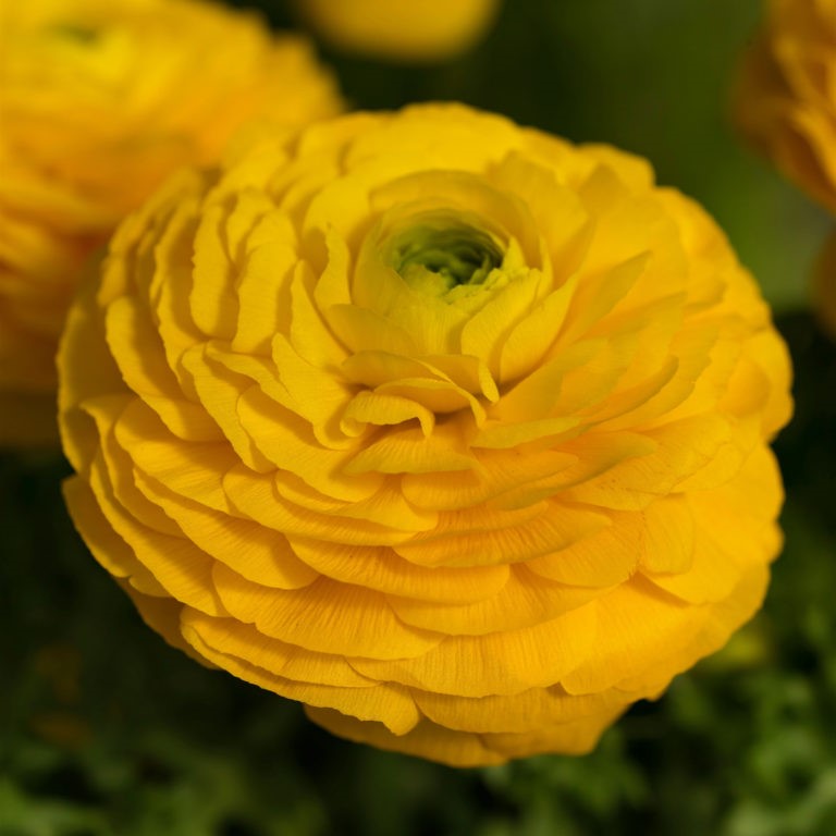 Ranunculus Seed - Griffin Greenhouse Supplies