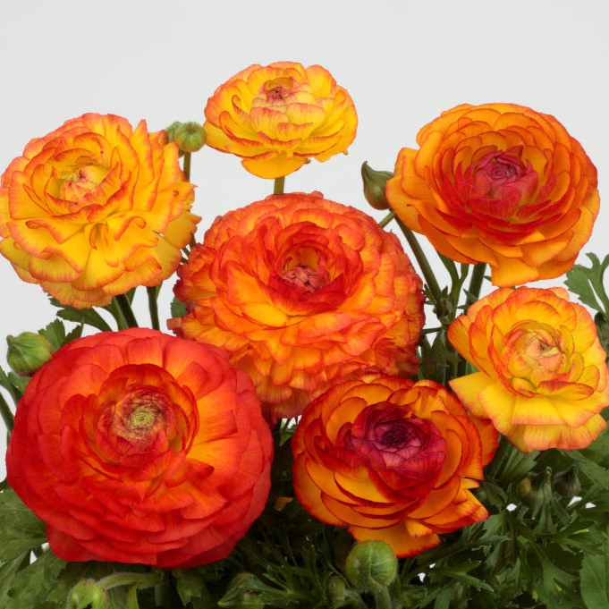 Ranunculus Seed - Griffin Greenhouse Supplies