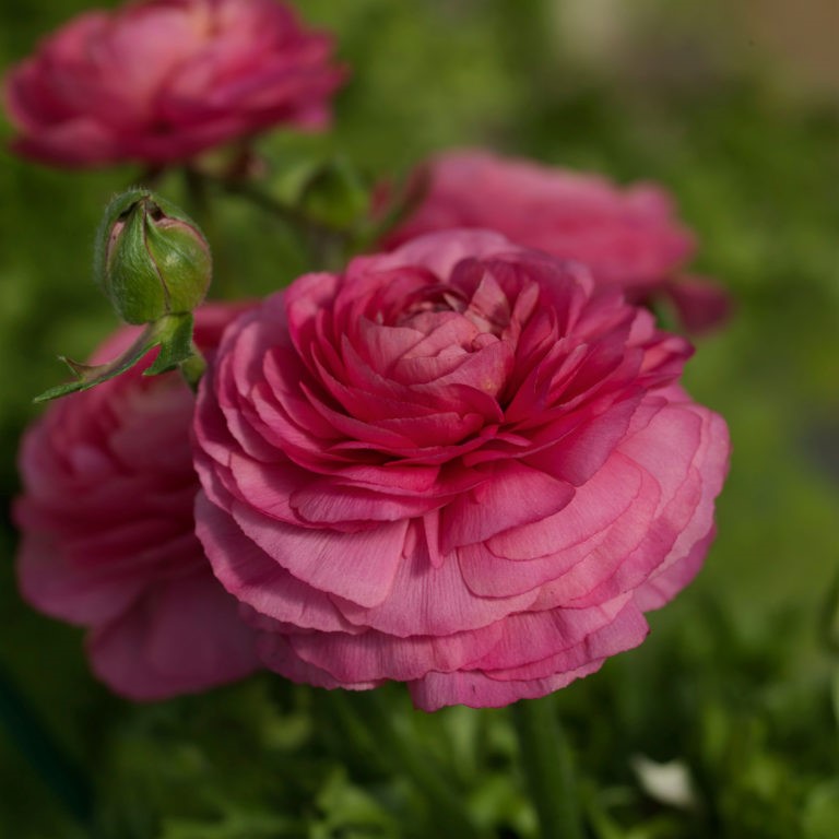 Ranunculus Bloomingdale Ii Rose Shades PLT - Griffin Greenhouse Supplies