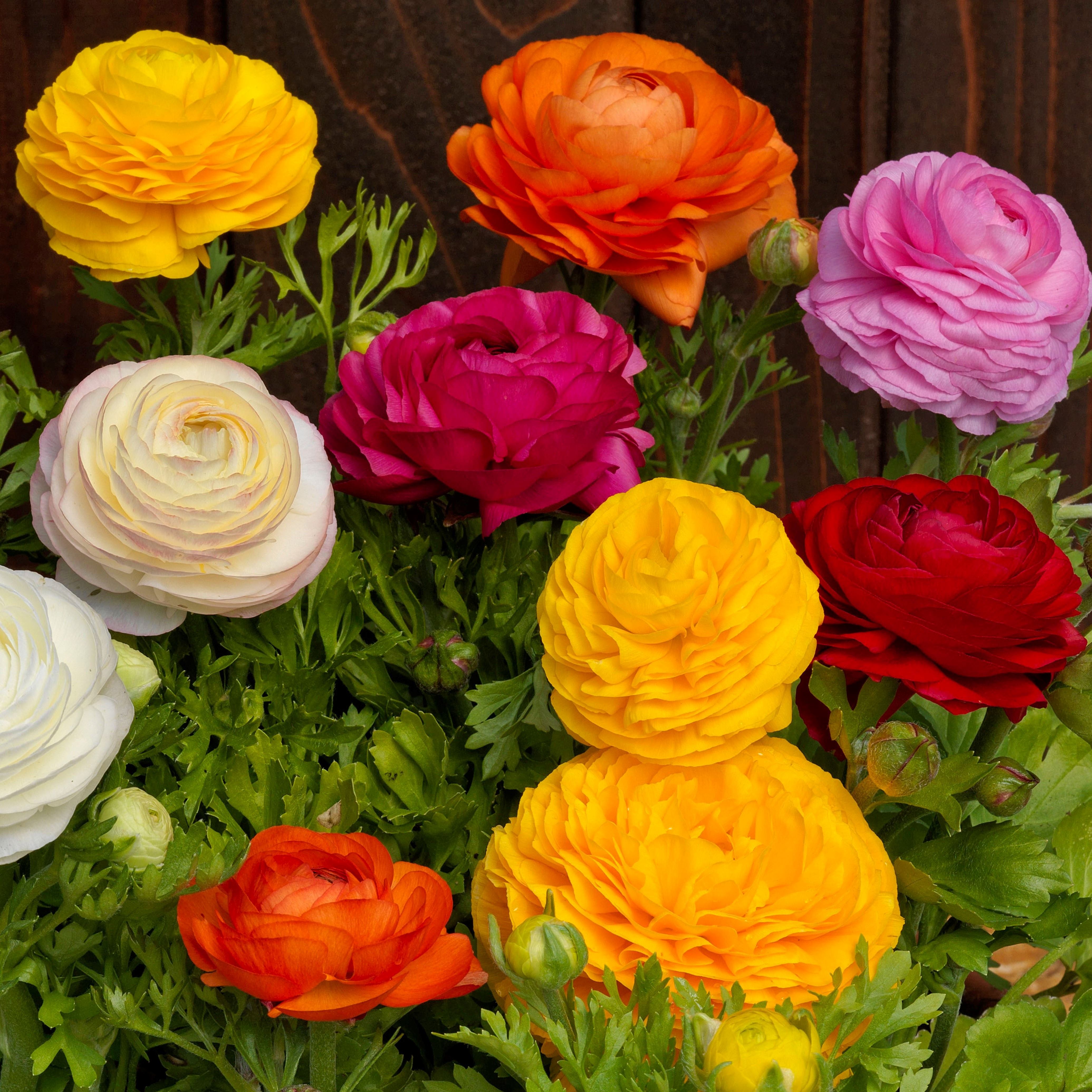 Ranunculus Seed - Griffin Greenhouse Supplies