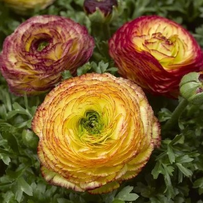 Ranunculus Seed - Griffin Greenhouse Supplies
