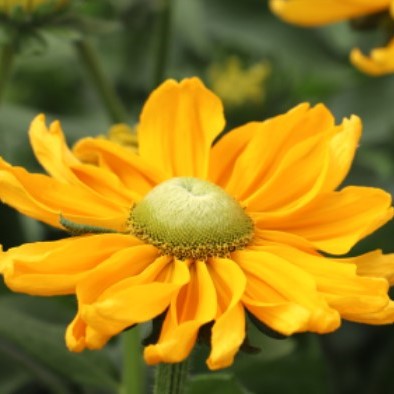 Rudbeckia (Perennial) Seeds - Griffin Greenhouse Supplies