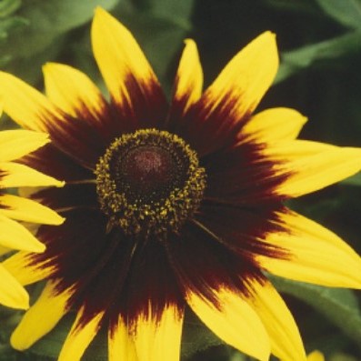 Rudbeckia (Perennial) Seeds - Griffin Greenhouse Supplies