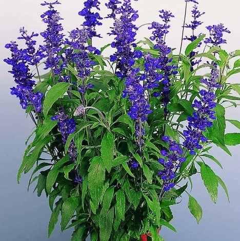 Salvia Seed - Griffin Greenhouse Supplies