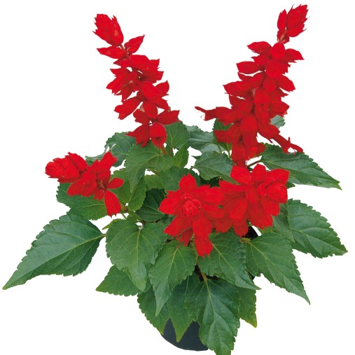 Salvia Saucy Red 104/100 URC - Griffin Greenhouse Supplies