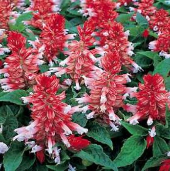 Salvia Seed - Griffin Greenhouse Supplies