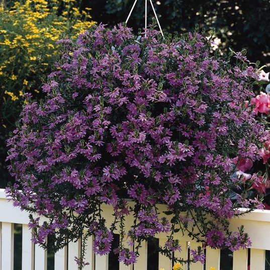 Scaevola Scalora Fancy 105/100 URC - Griffin Greenhouse Supplies