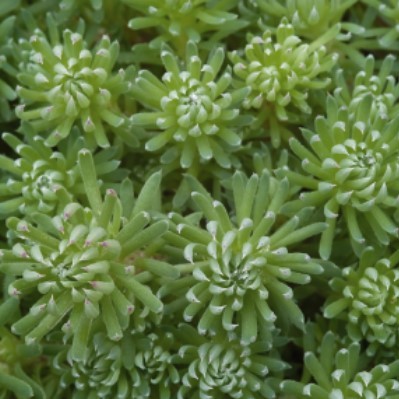 Sedum Seed - Griffin Greenhouse Supplies