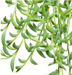 Senecio String Of Bananas 102/100 URC Guatemala - Griffin Greenhouse ...