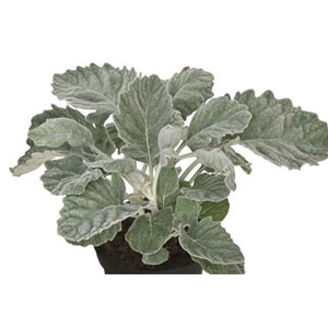 Senecio Silver Gleam 51/50 Tray - Griffin Greenhouse Supplies