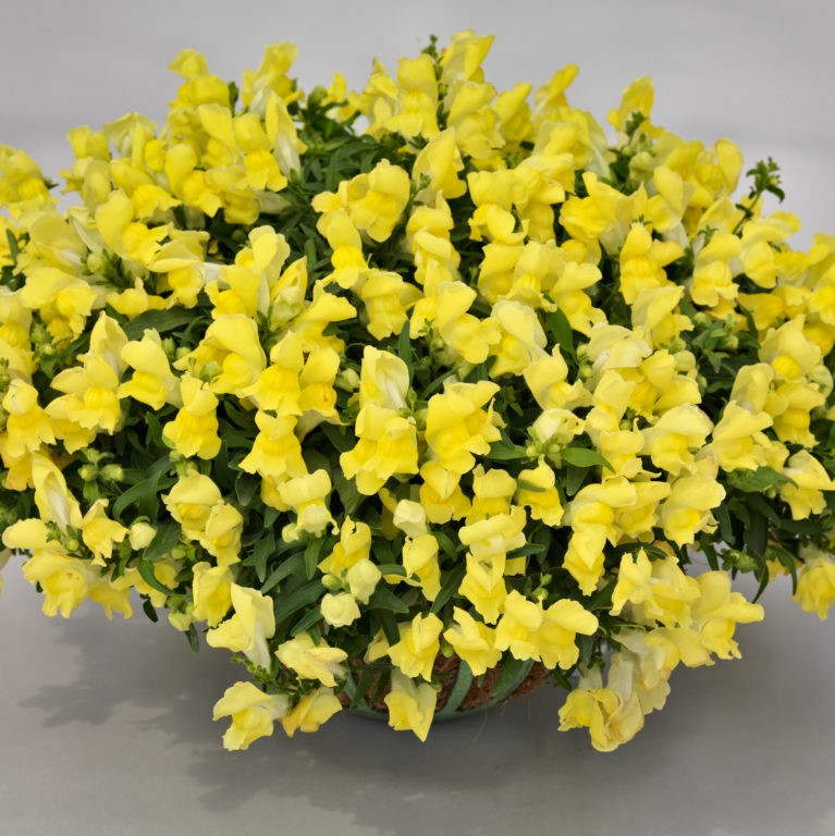 Snapdragon Seed - Griffin Greenhouse Supplies