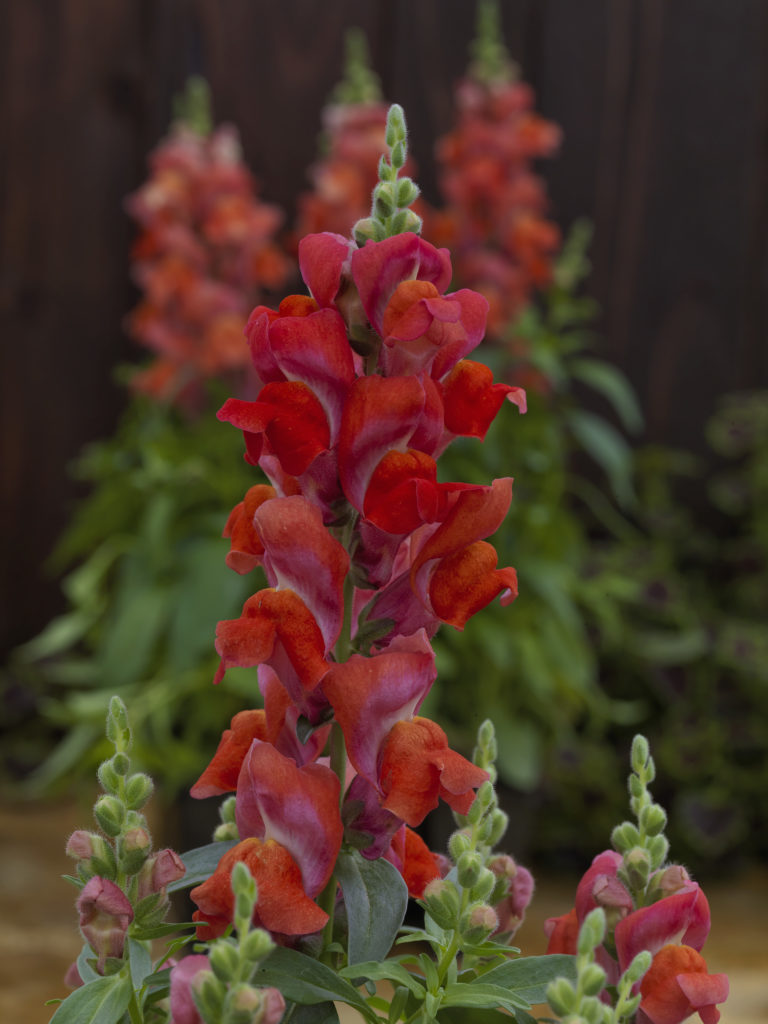 Snapdragon Seed - Griffin Greenhouse Supplies