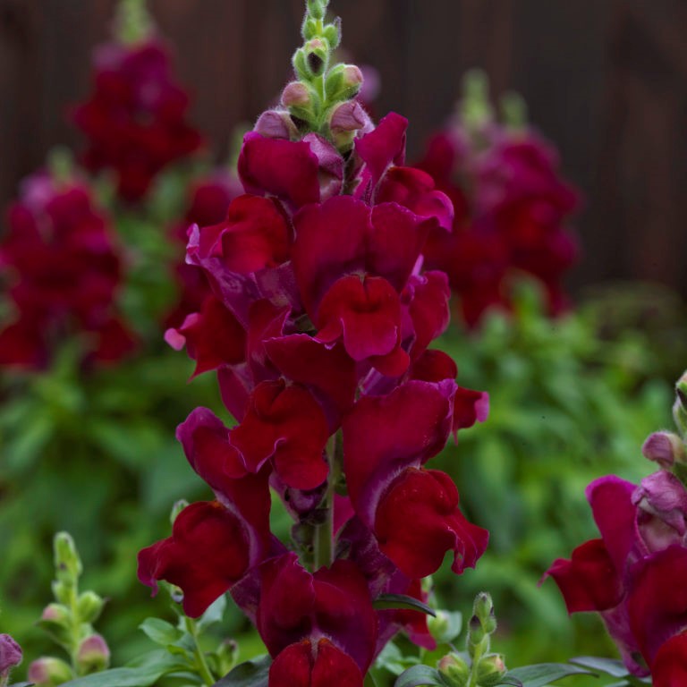 Snapdragon Seed - Griffin Greenhouse Supplies