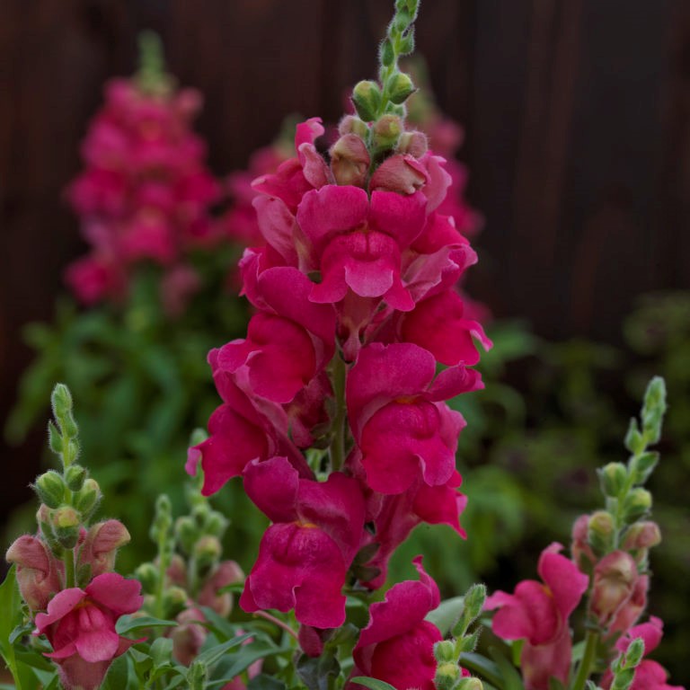 Snapdragon Seed - Griffin Greenhouse Supplies