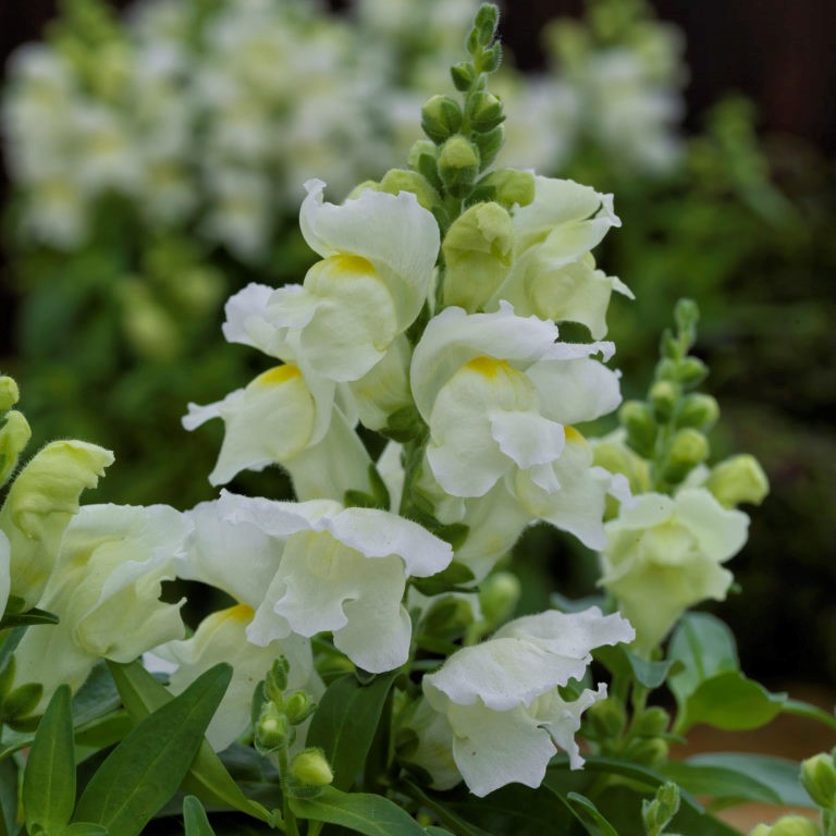 Snapdragon Seed - Griffin Greenhouse Supplies