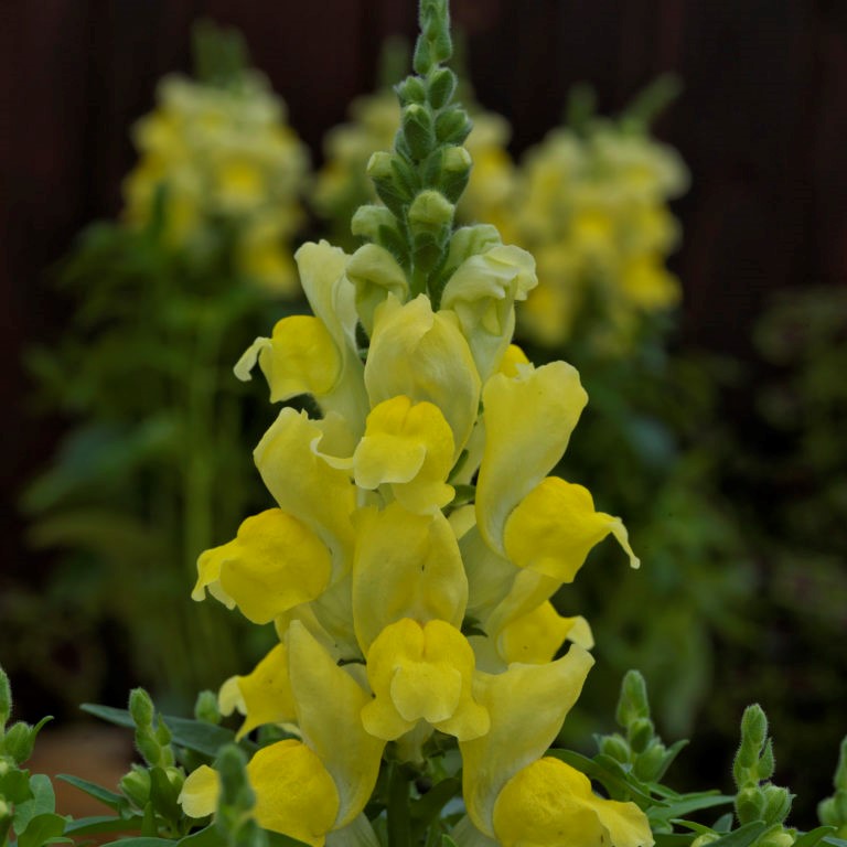 Snapdragon Seed - Griffin Greenhouse Supplies